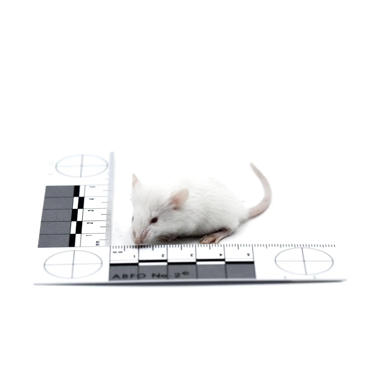 Hopper Mice – Bag of 50 – Reptile's Choice